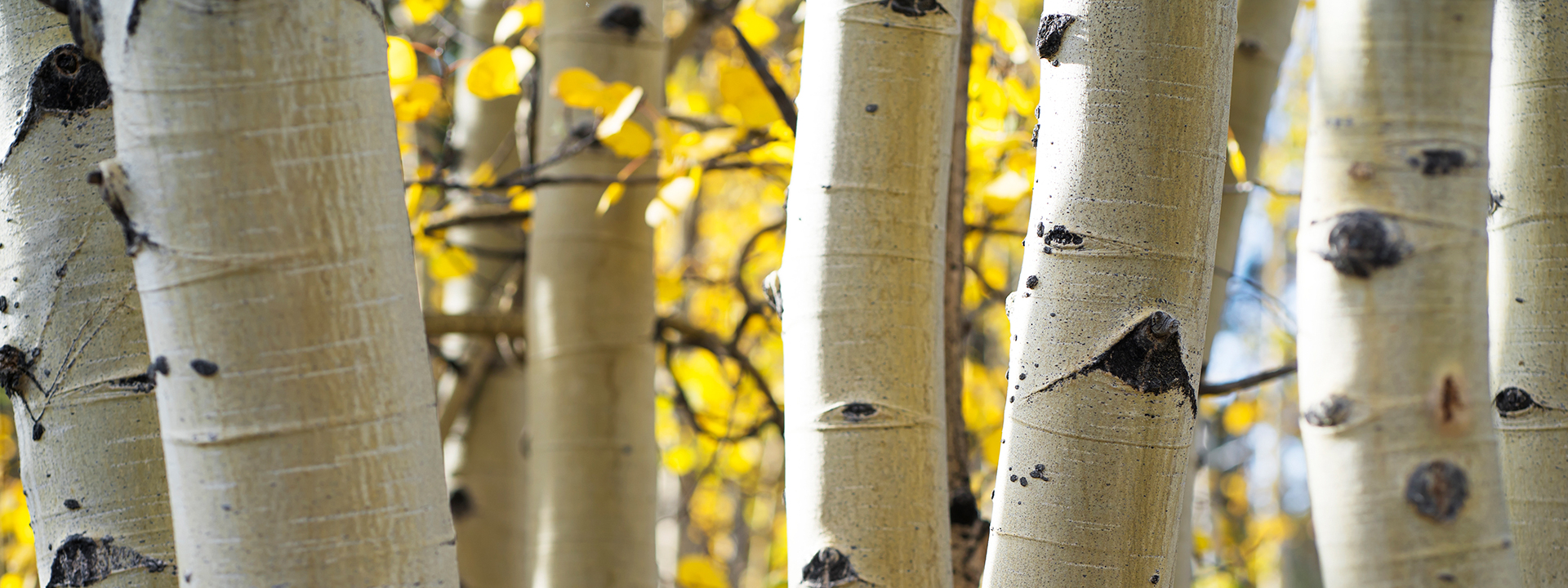 Contact Us – Tall Trees Capital